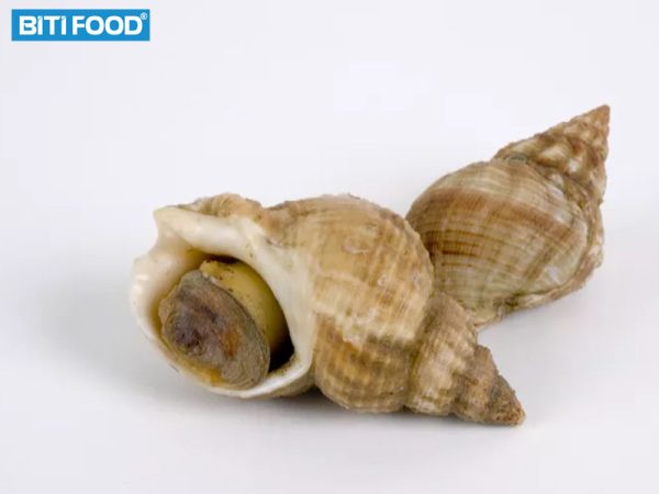 Giải Mã Ốc Bulot Là Gì? Có Gì Đặc Biệt Mà Giá Cao Đến Vậy? - BiTi Food